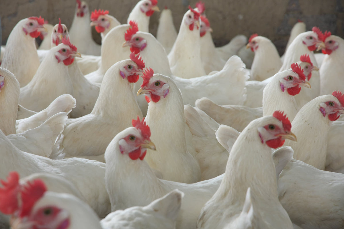 Poultry – Telwiedre